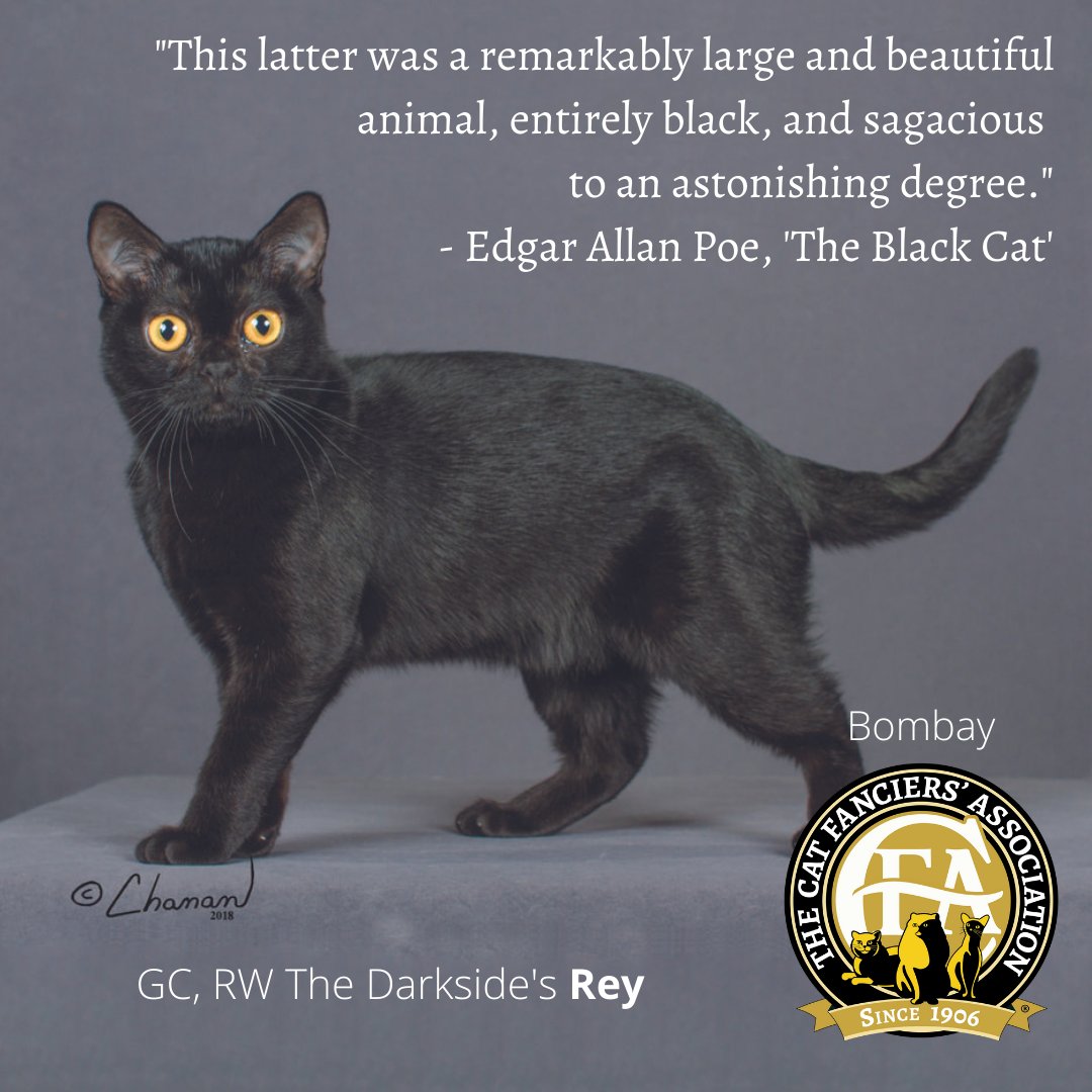 Black Cat Poe Quotes
