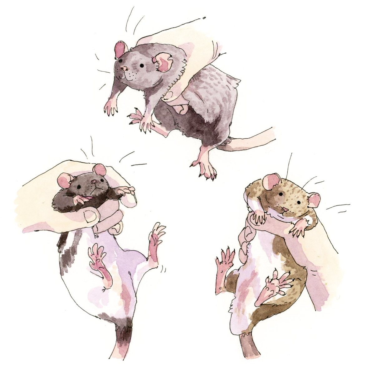 hands you a rat* hands you a rat* *hand」|Gwen!!のイラスト