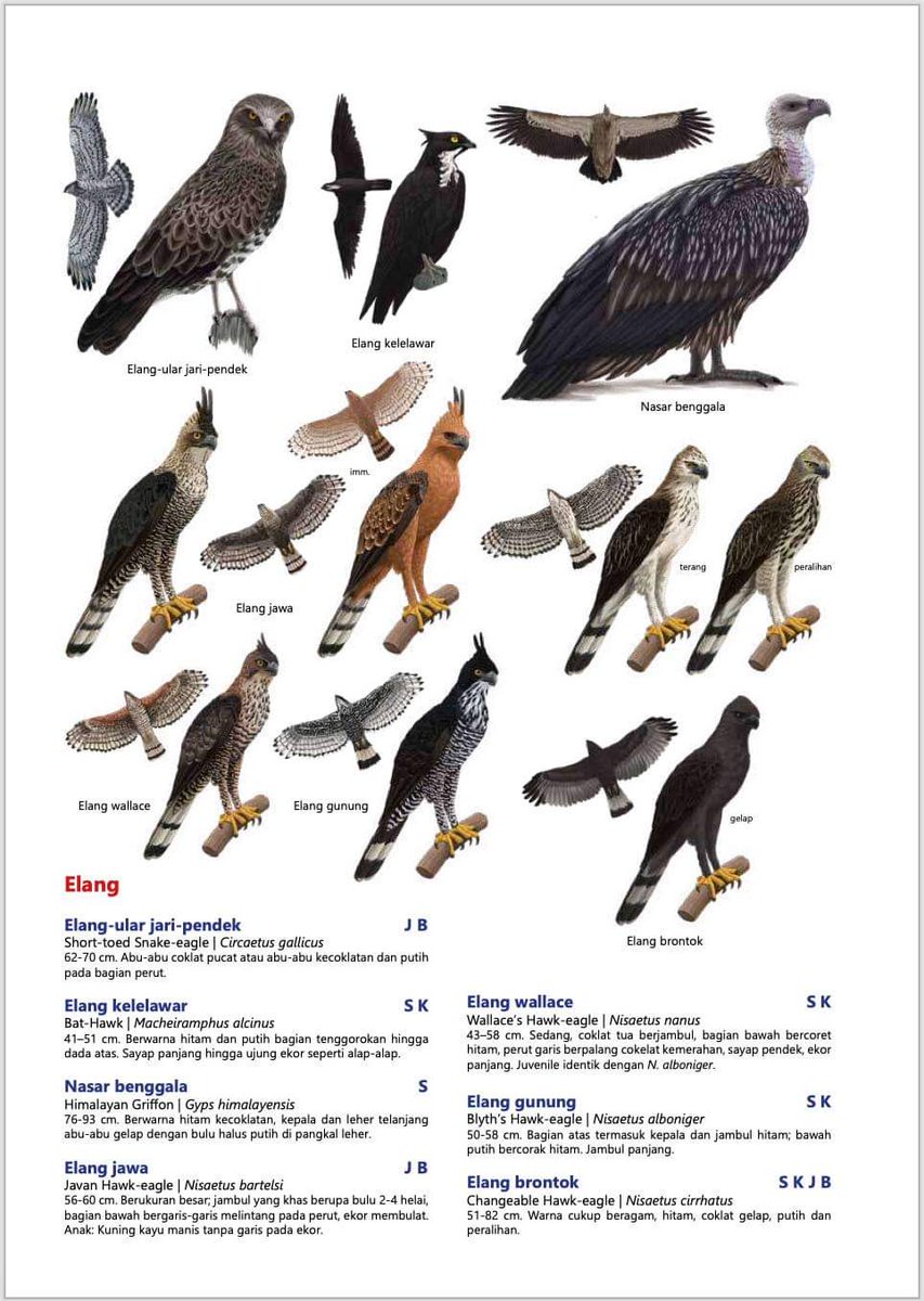 Elang Ular Jari Pendek