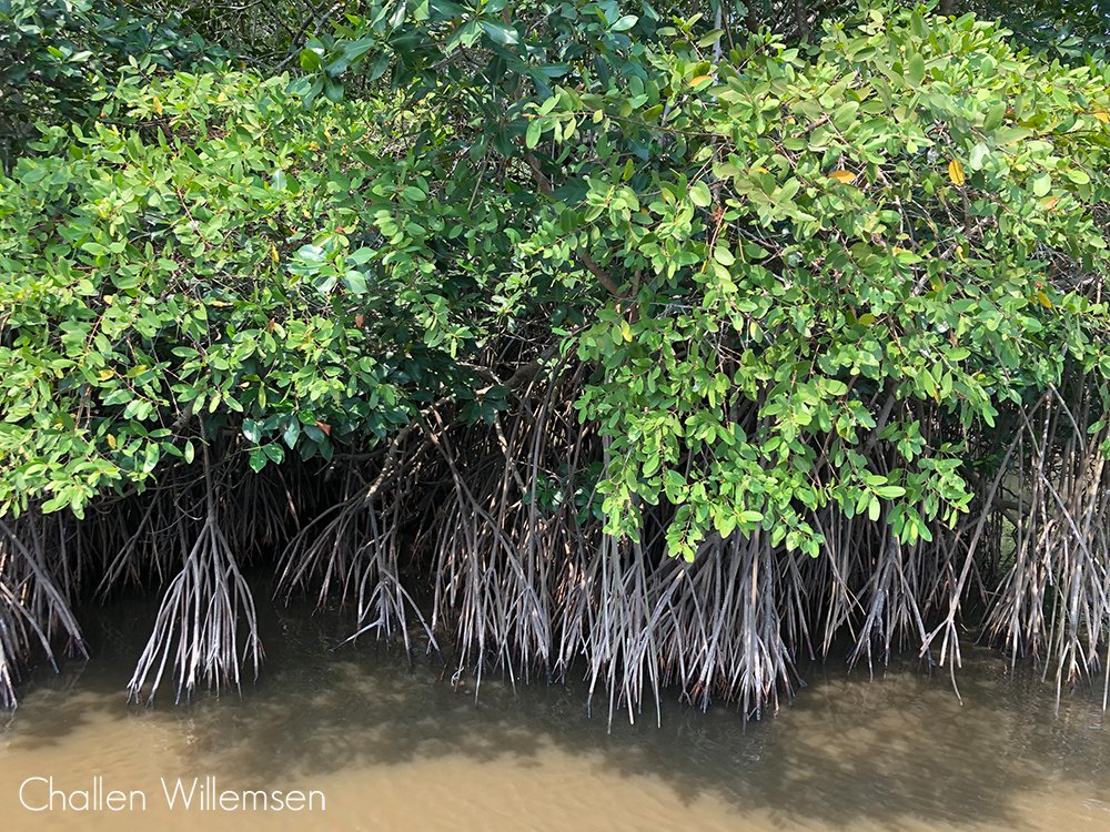 White Mangrove (laguncularia Racemosa)