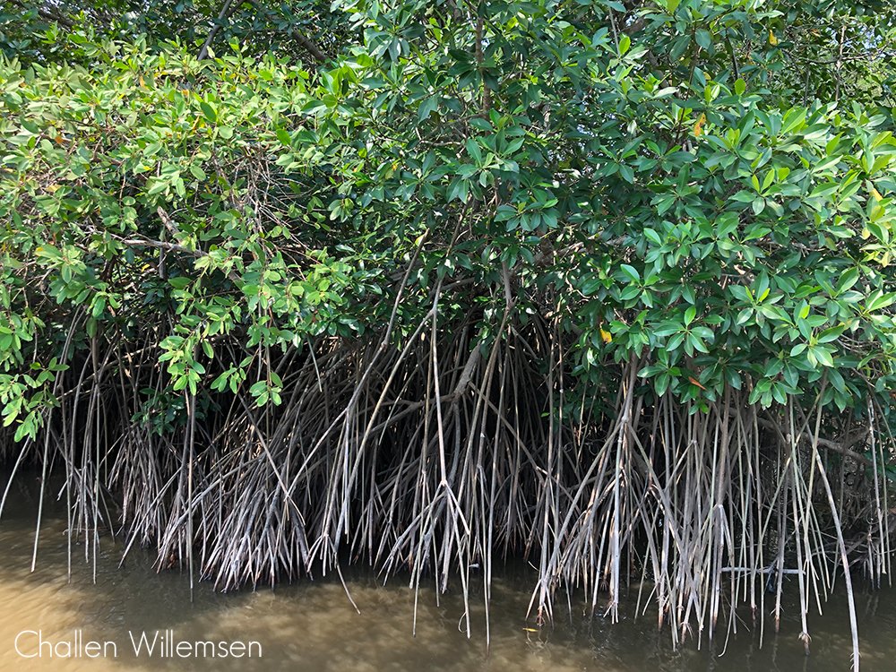 White Mangrove Roots