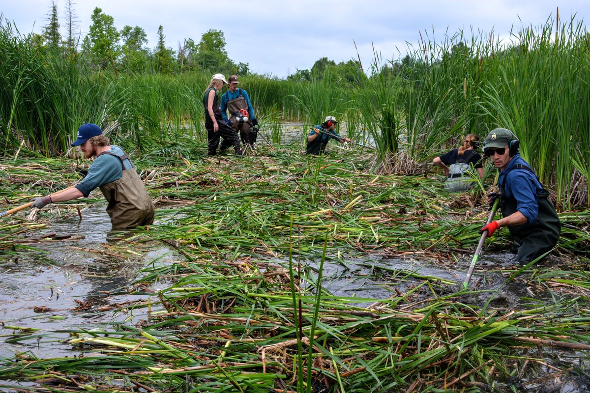 Barry, Calhoun & Kalamazoo CISMA – Michigan Invasive Species Coalition