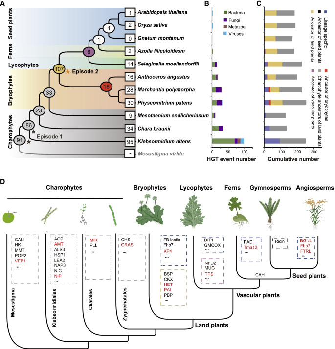 Plant Evolution Timeline