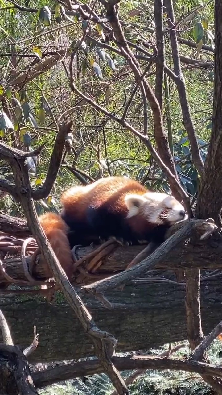 Sleeping Red Pandas
