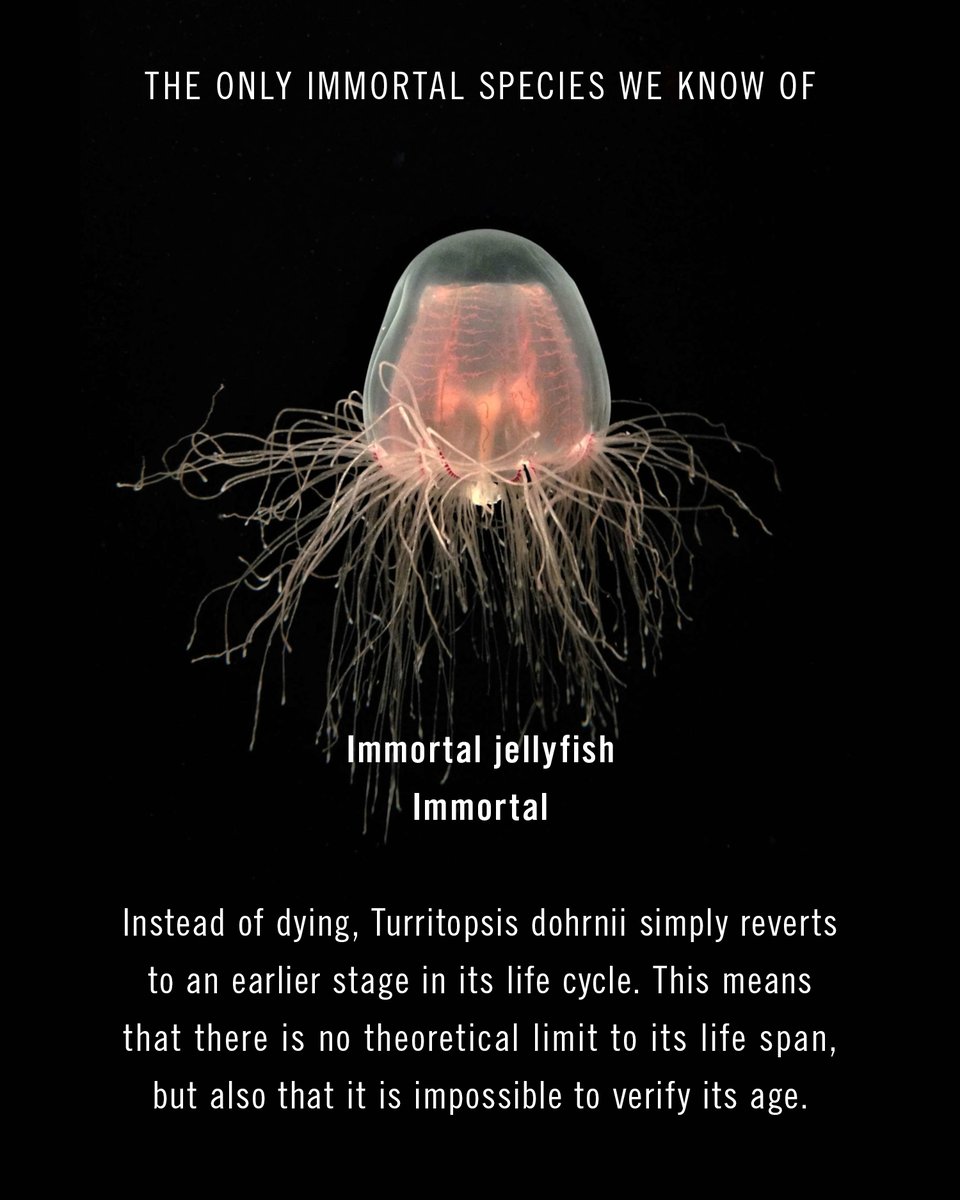Jellyfish Quotes 28 Jellyfish Quotes To Promote Simplicity And