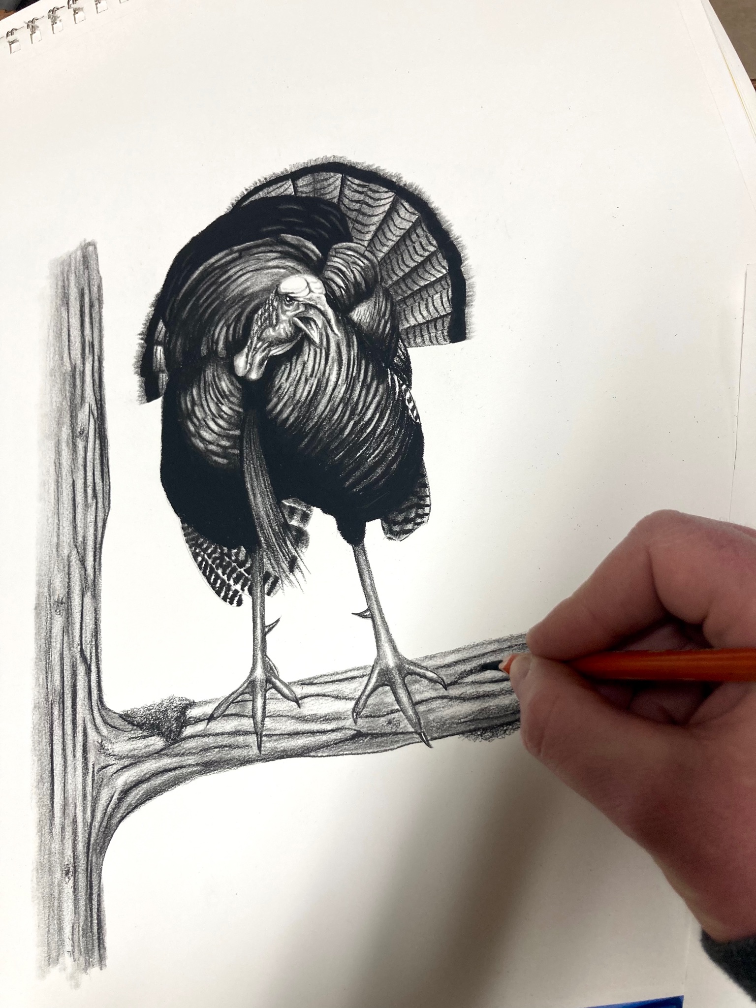 Turkey Hunting Drawings