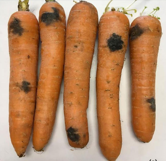 Carrot Black Rot