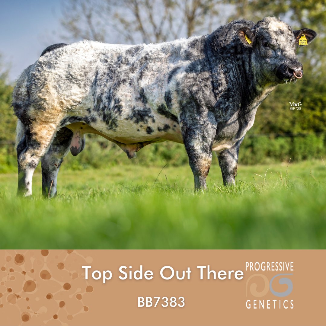 Belgian Blue Super Cow