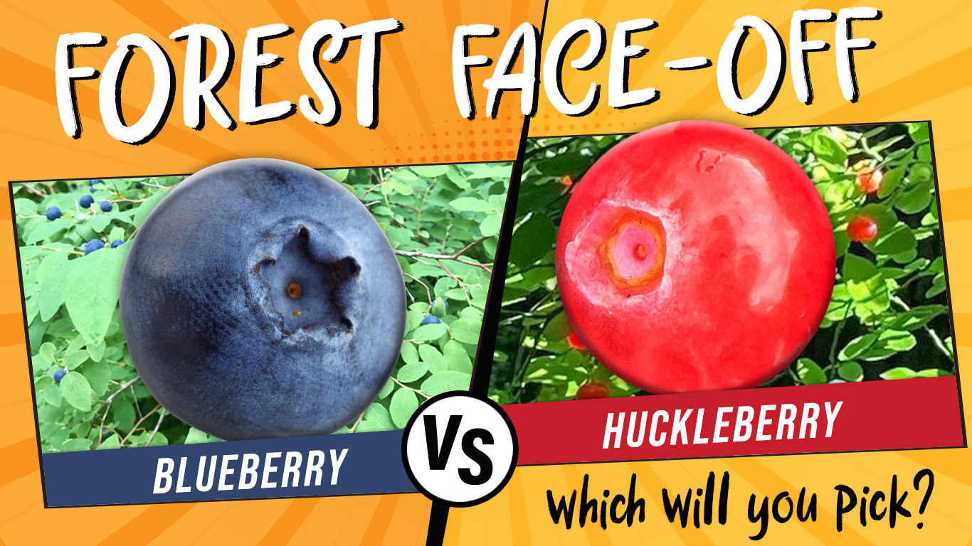 Alaska Region on Twitter: "Berries leaves can be part of the life-cycle for some rust fungi! For ...