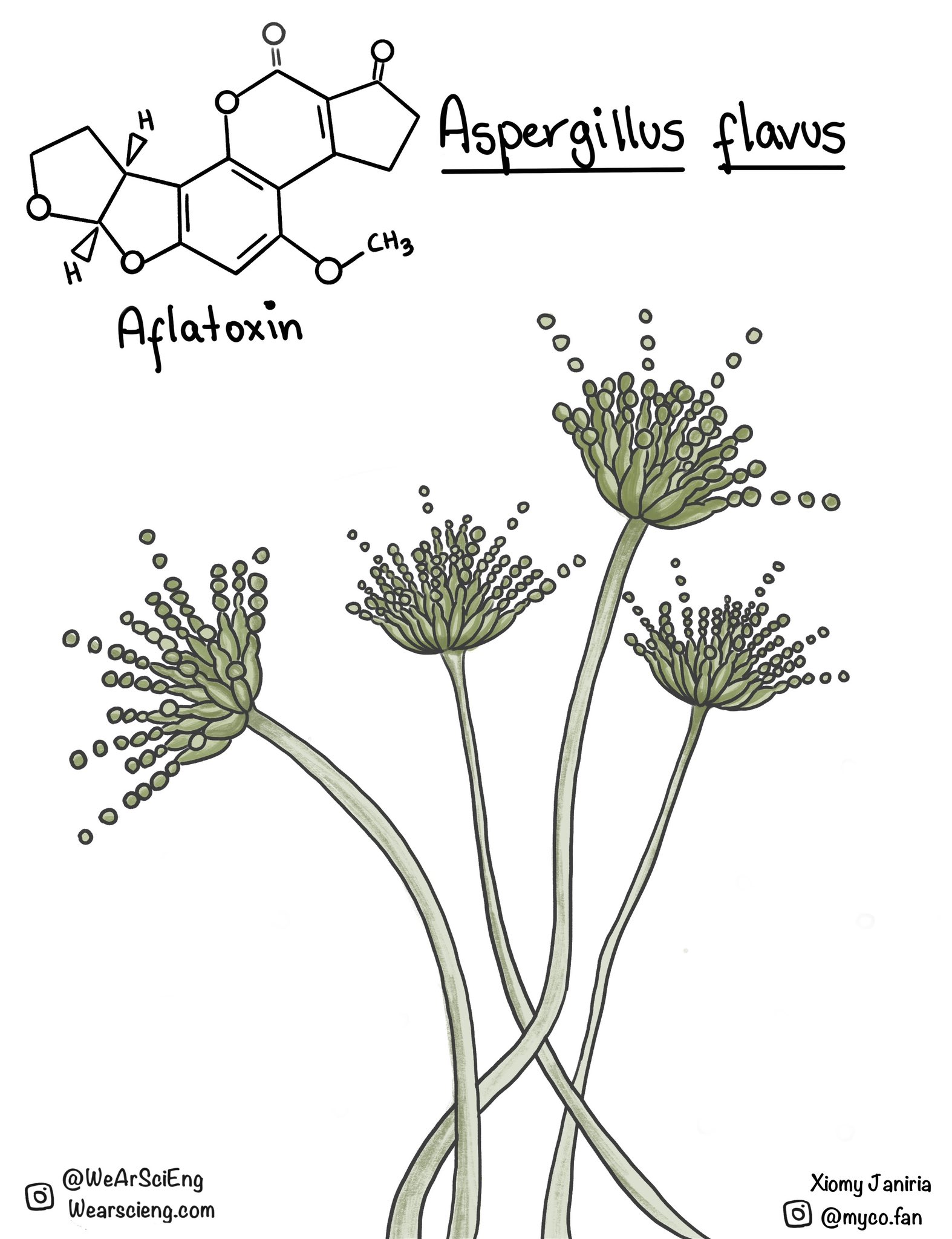 Aspergillus Flavus Diagram