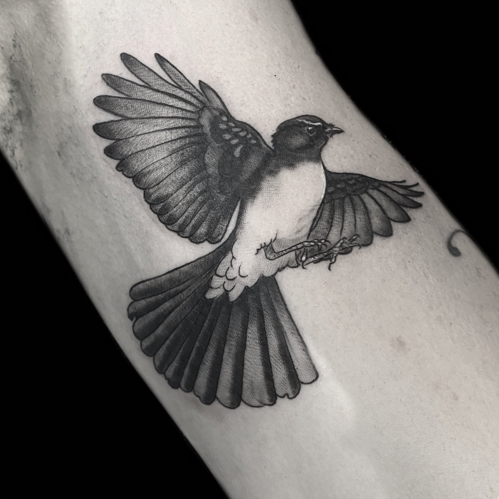 Willy Wagtail Tattoos Willy Wagtail #tat #tats #tattoo #tattoos
