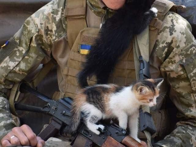Photos: Ukrainian Cossack Cats - Democratic Underground Forums