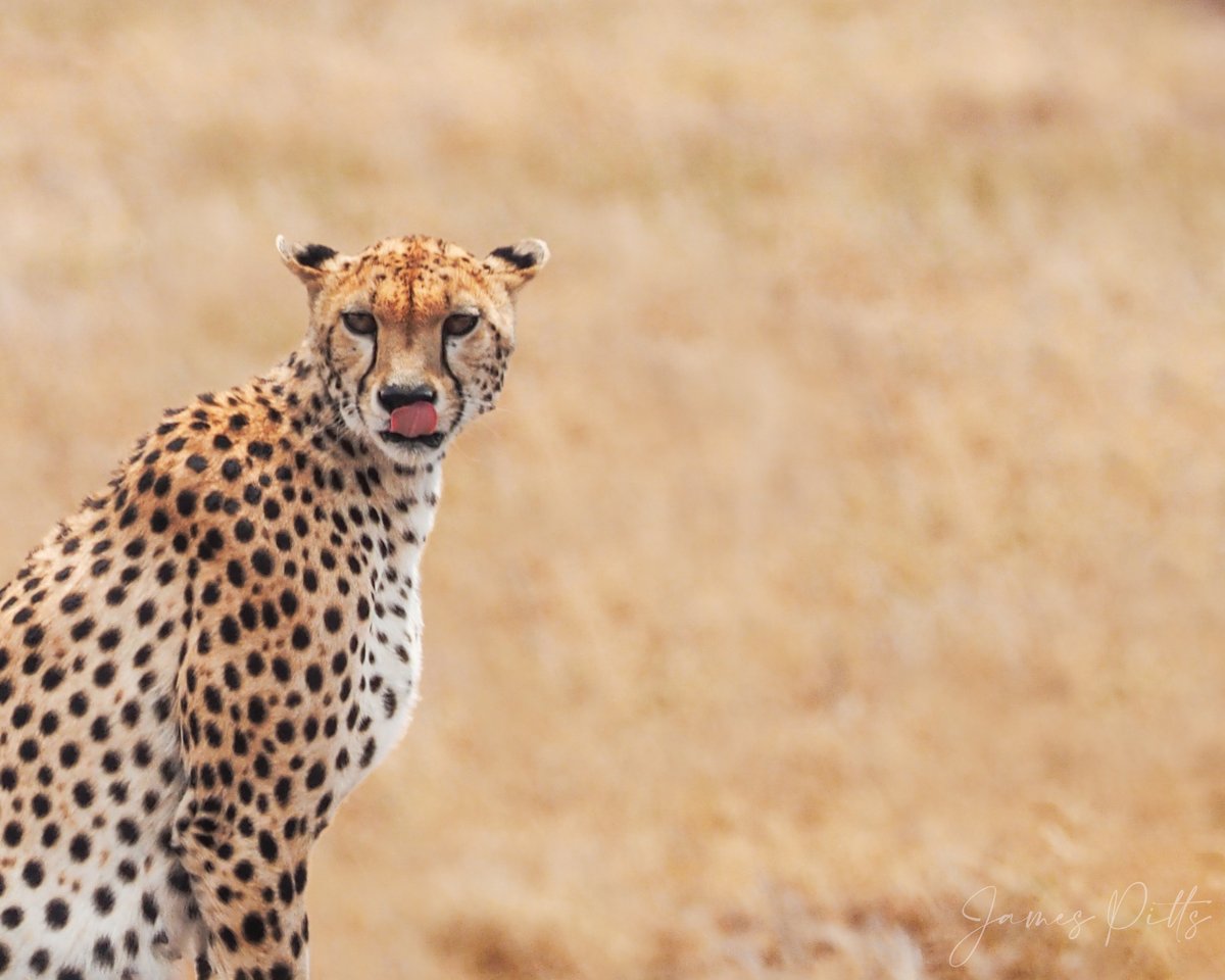 MODA Labs (@ModaLabs) | Twitter