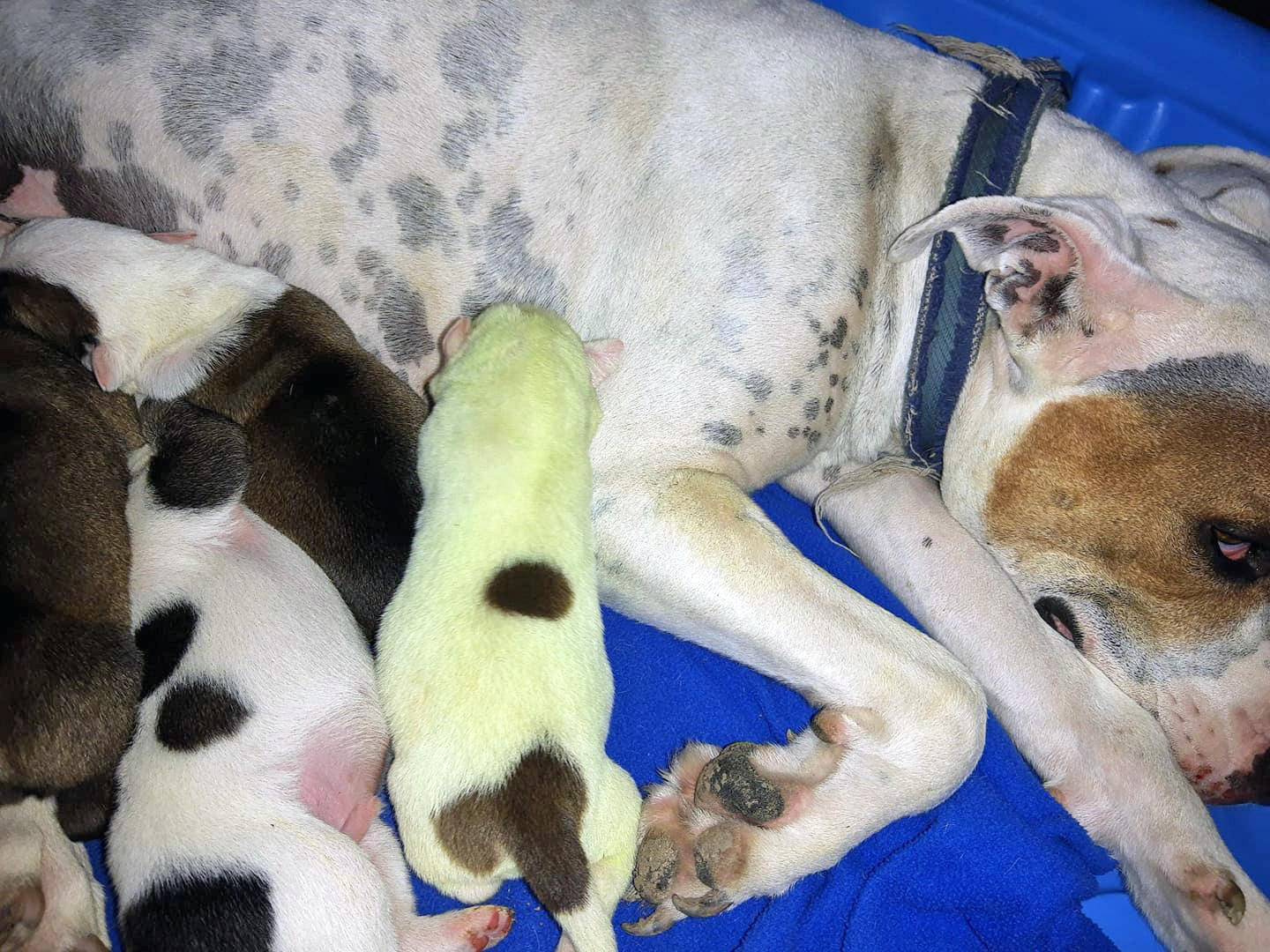 What Color Is Dog Amniotic Fluid