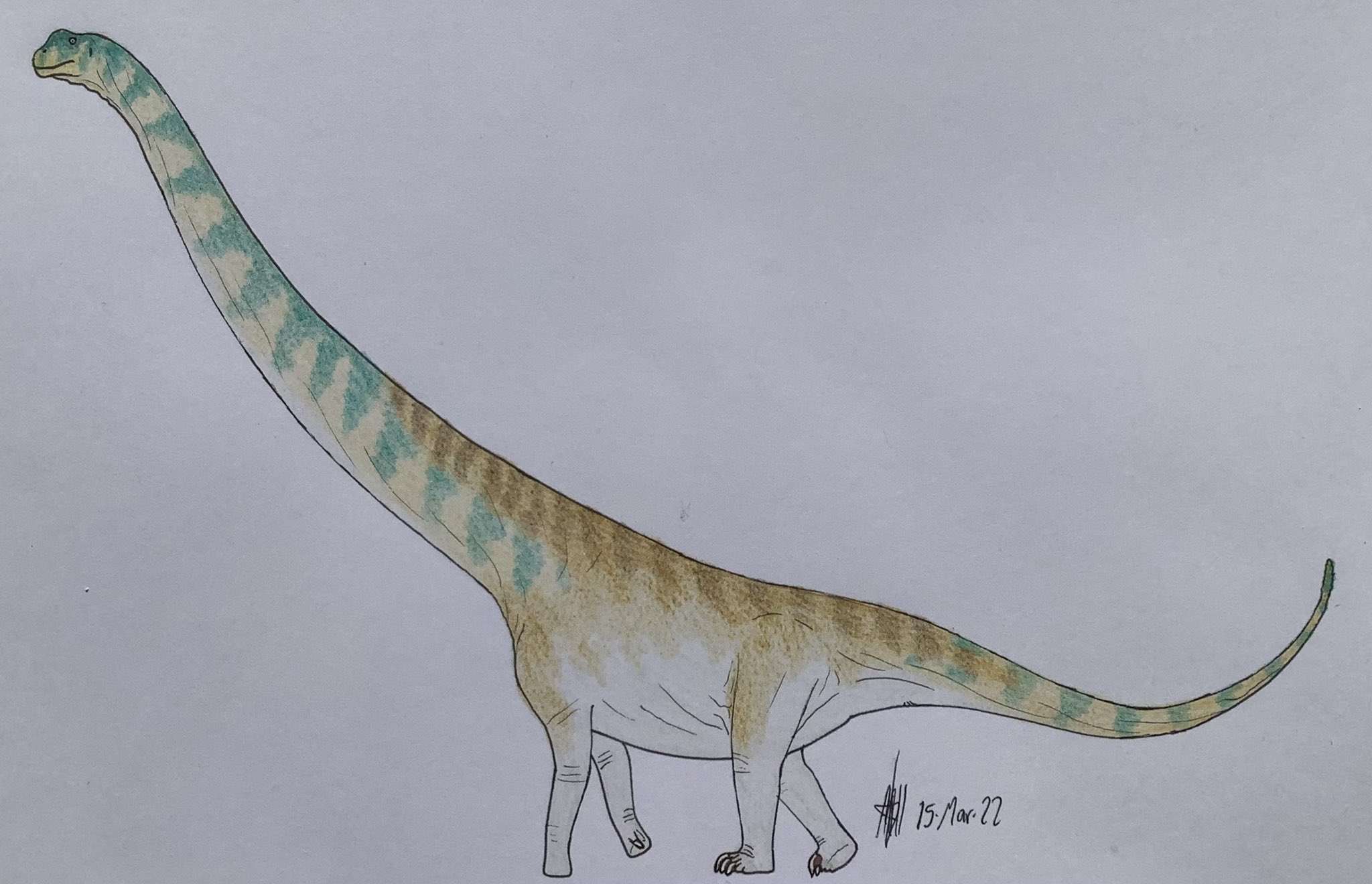 Mamenchisaurus Skeleton