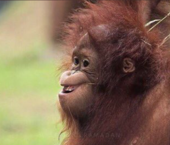 Fat Baby Orangutan Meme