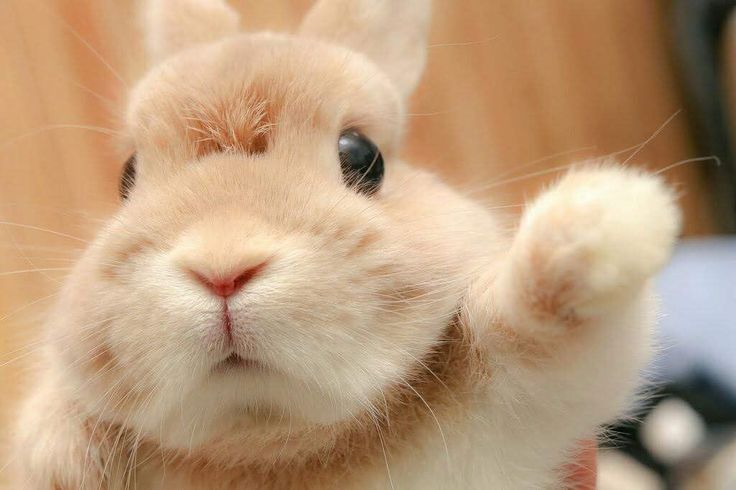 Cute rabbits n' stuff on Twitter: "helloooo 🐇 https://t.co/4WQHCa0u7r" / Twitter