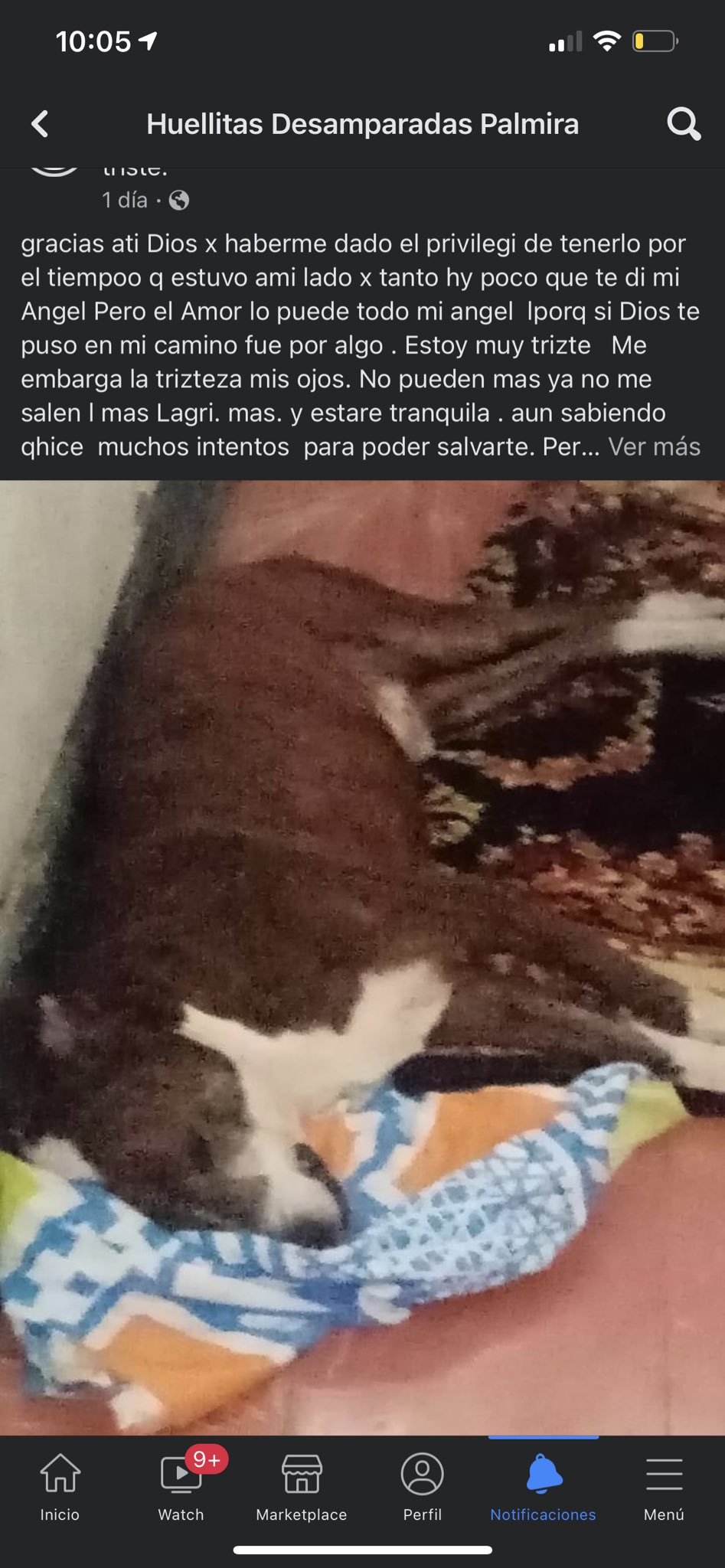 Laura Sofia Vanegas on Twitter: "esta semana se le murió un peludito porque no tenia el dinero ...