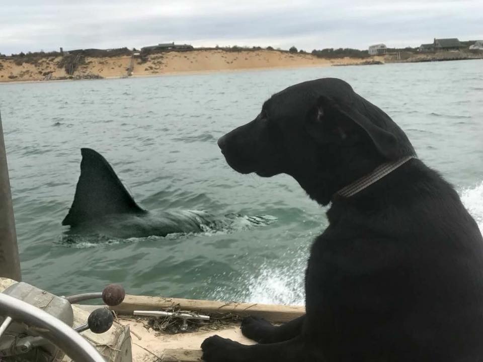 Did Pippin The Dog Die In Jaws