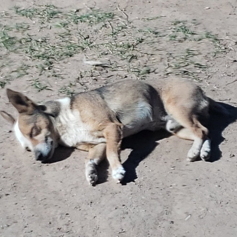 Mini! on Twitter: "@SlyFoxHound @jinkiesmariz I read that as like muchan-dough And not muchacho ...