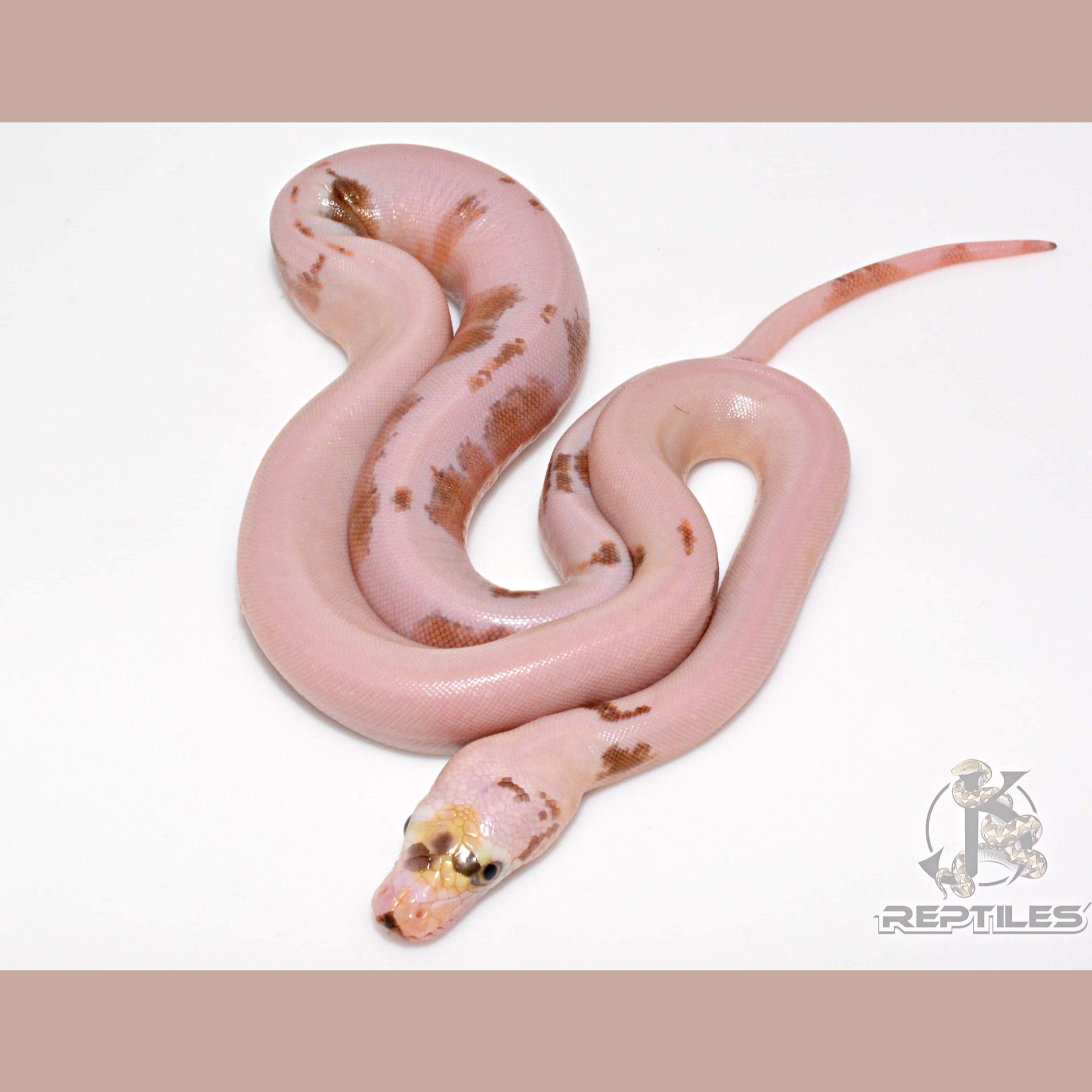 Reticulated Python Hatchling