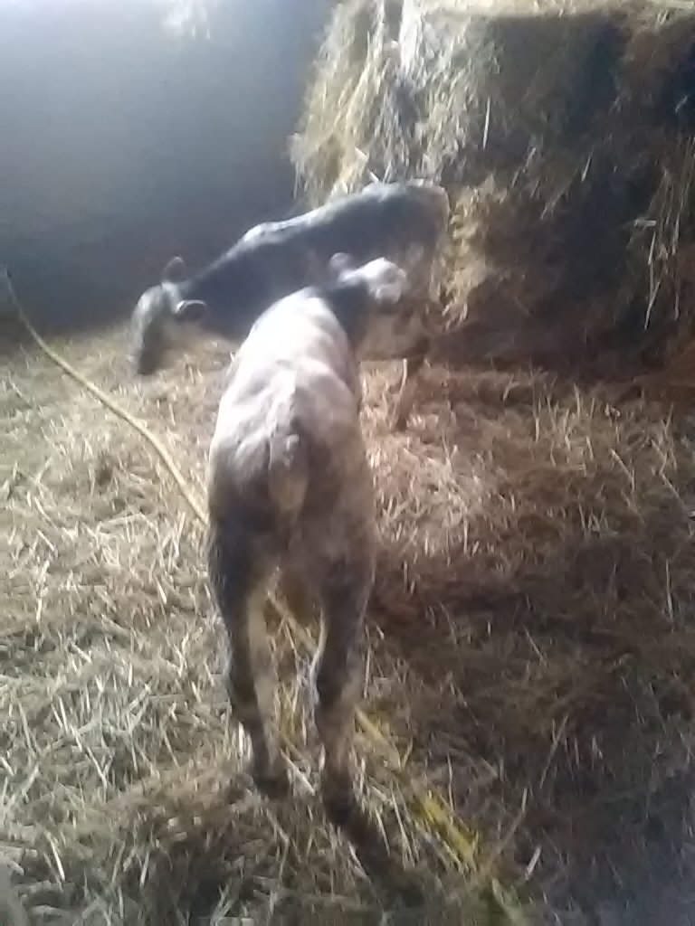 Pascal Cornet on Twitter: "#100joursalaferme Photo 78/💯 Aujourd'hui mise en route des 2 croisés ...