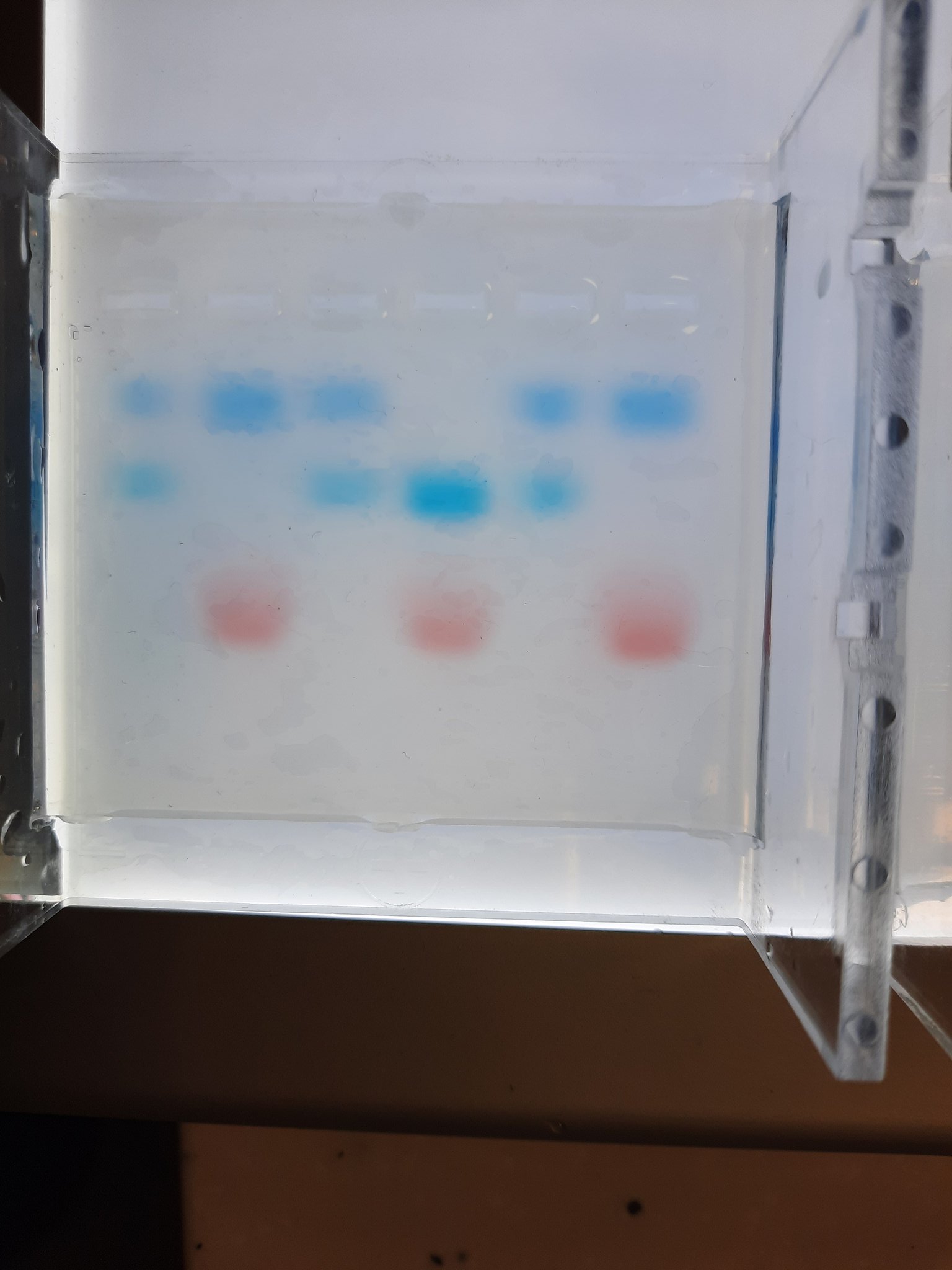 RGS Science Department on Twitter: "Upper Sixth exploring DNA ...