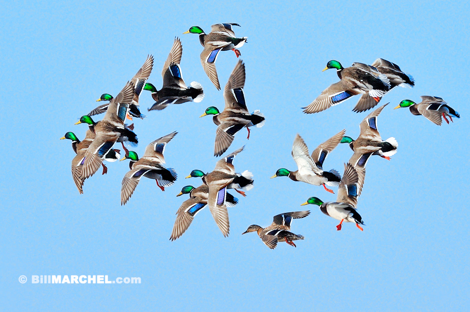 Flock Of Mallard Duck Flying