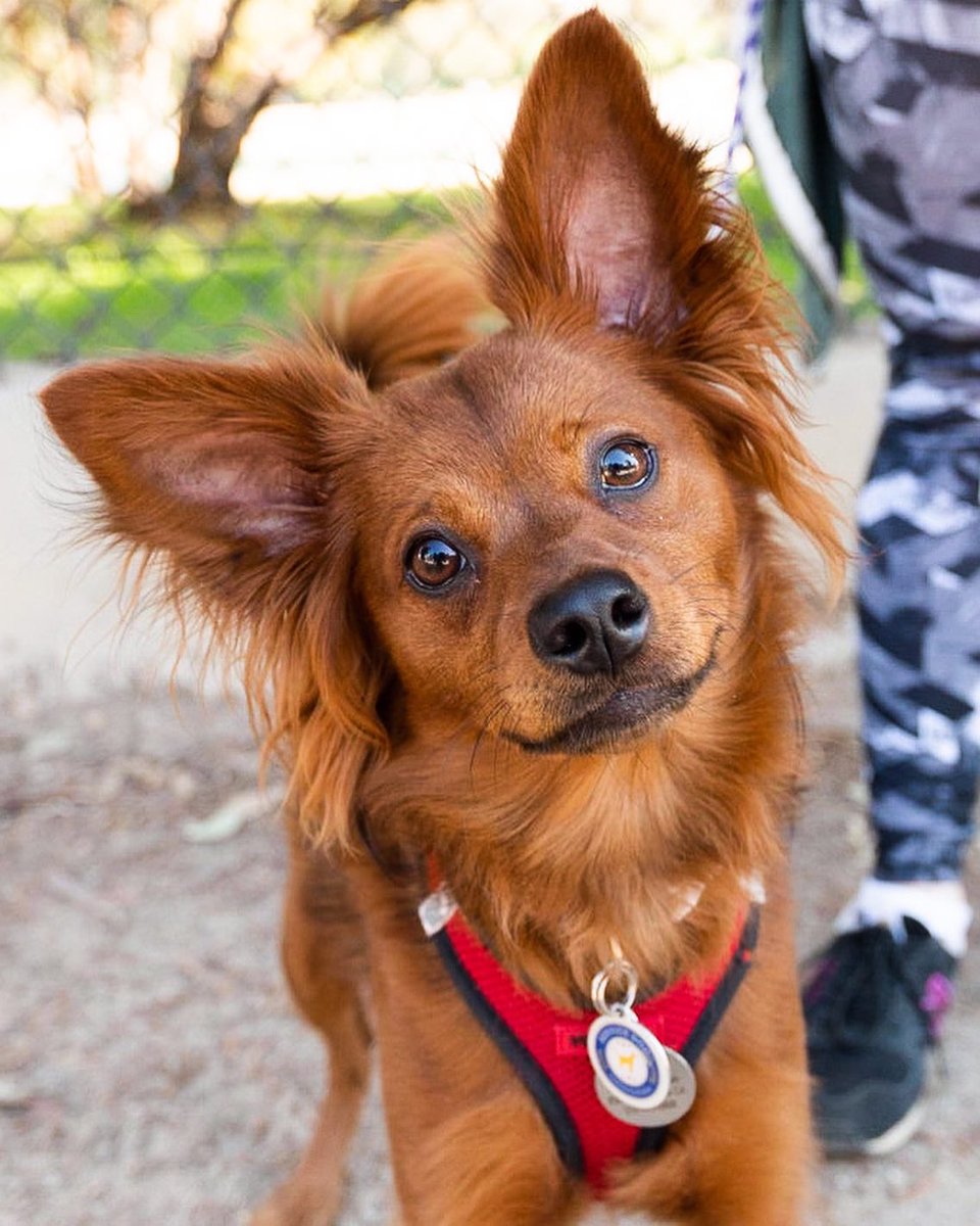 Long Haired Dachshund Papillon Mix