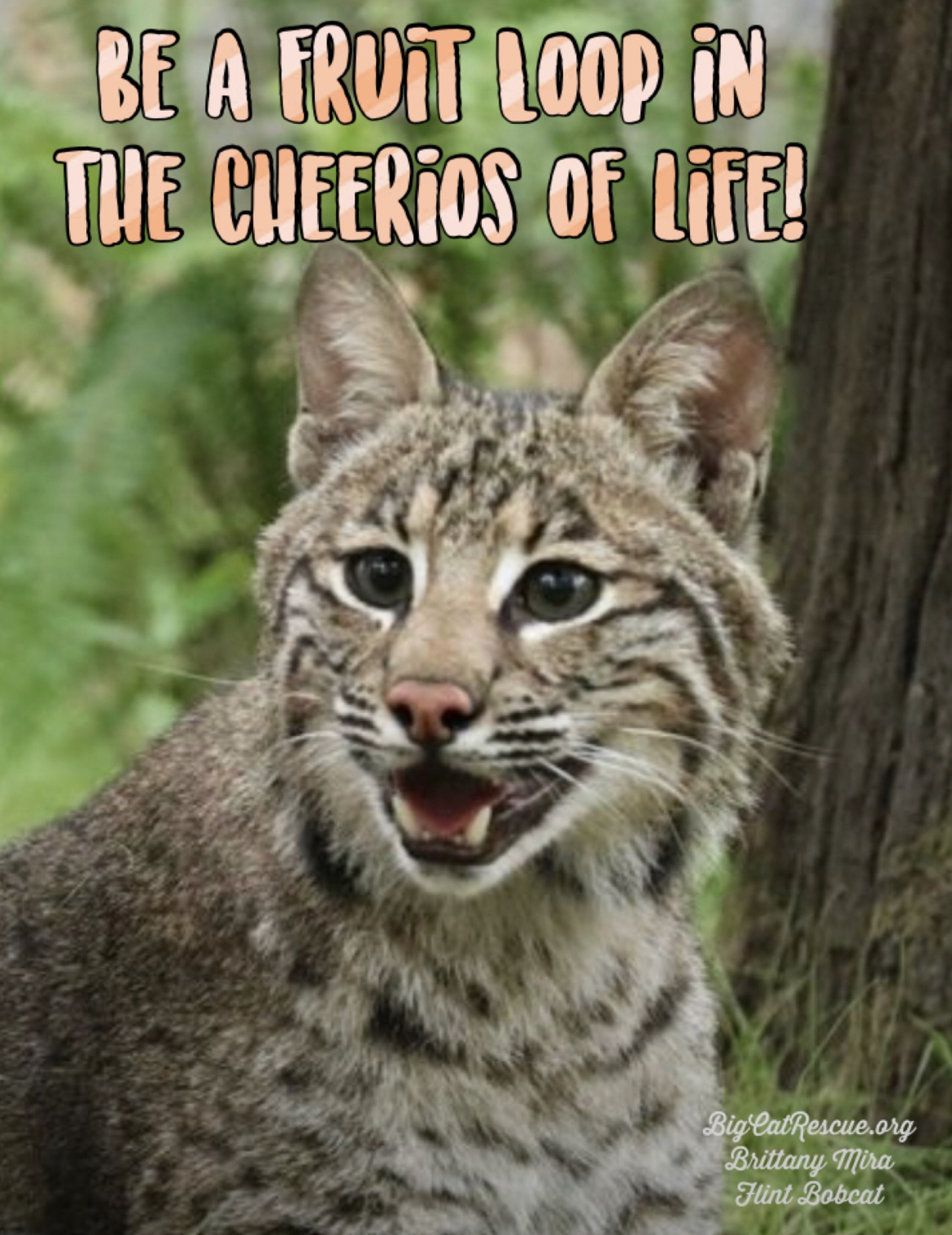 Bobcats Memes