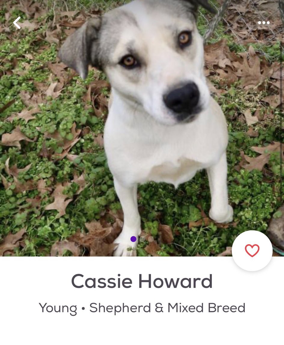 petfinder names on Twitter: "wait. is this fucking play about us?…