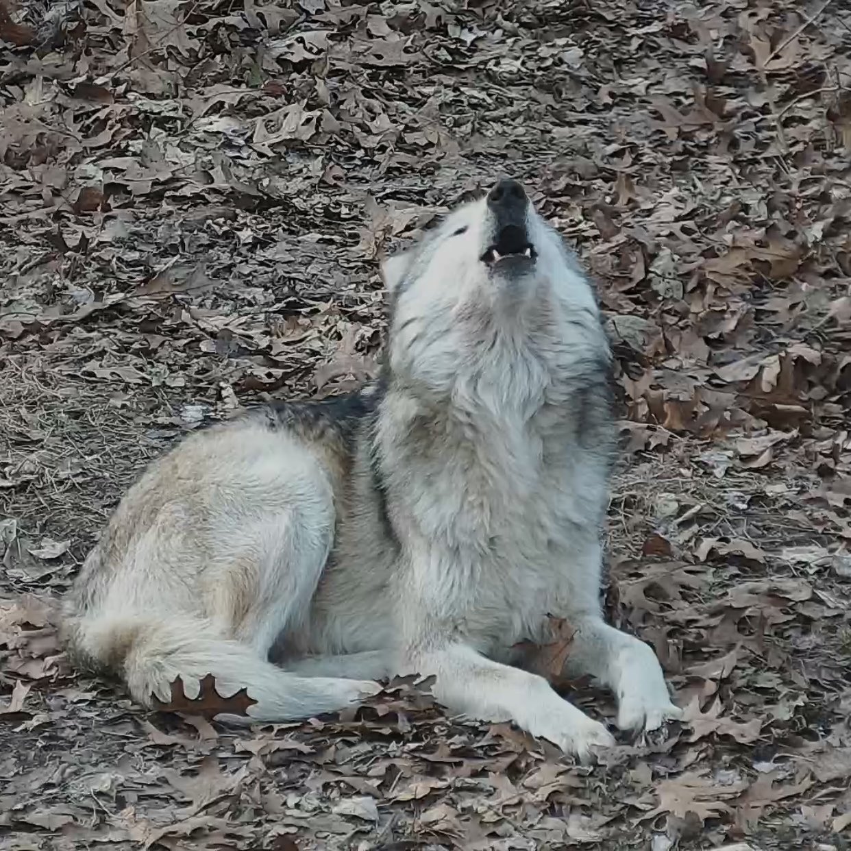 Mexican Grey Wolf Howling
