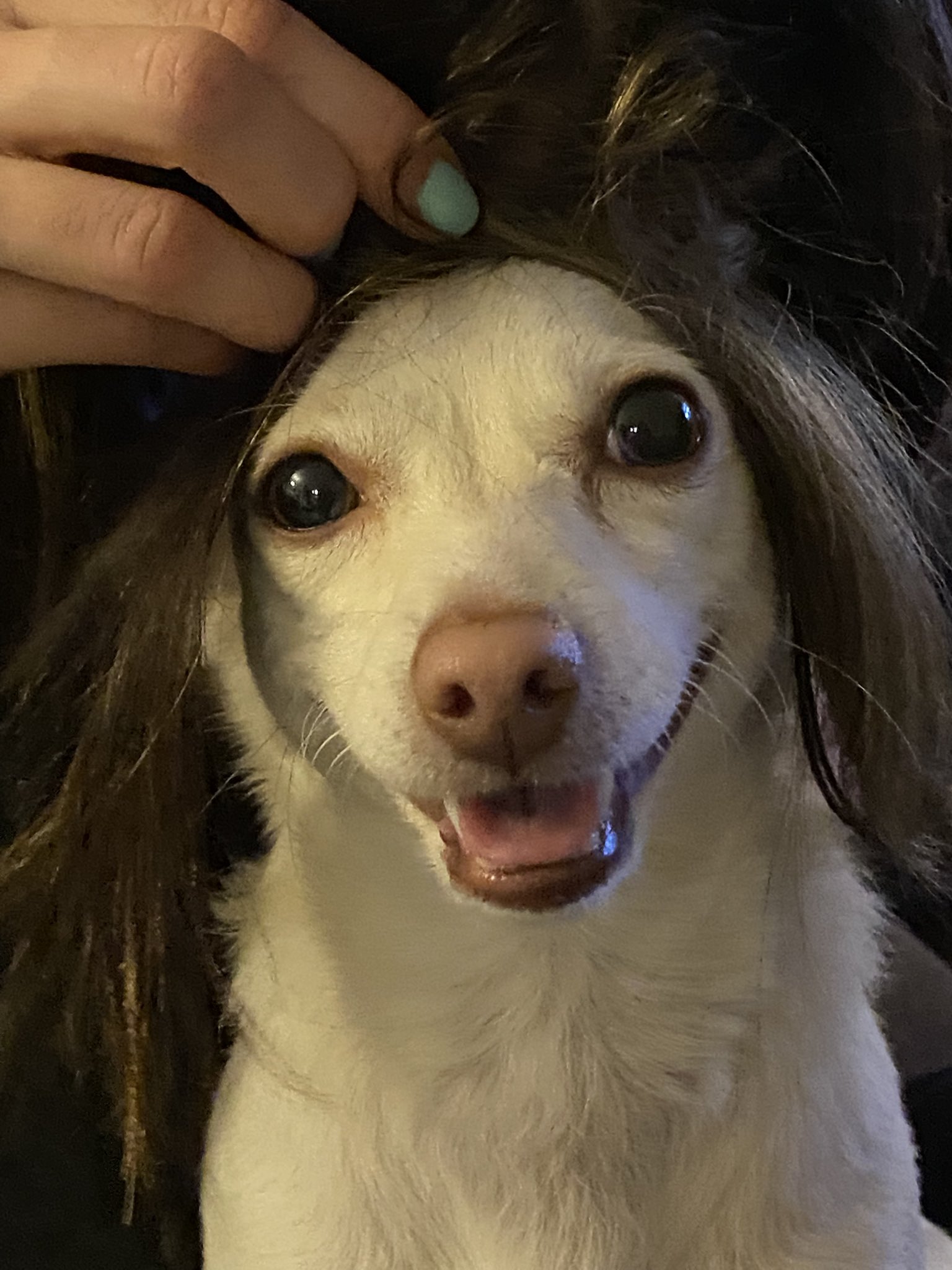 Do Dogs Have Sleep Paralysis