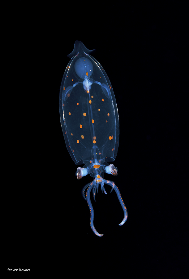 Deep Sea Glass Squid