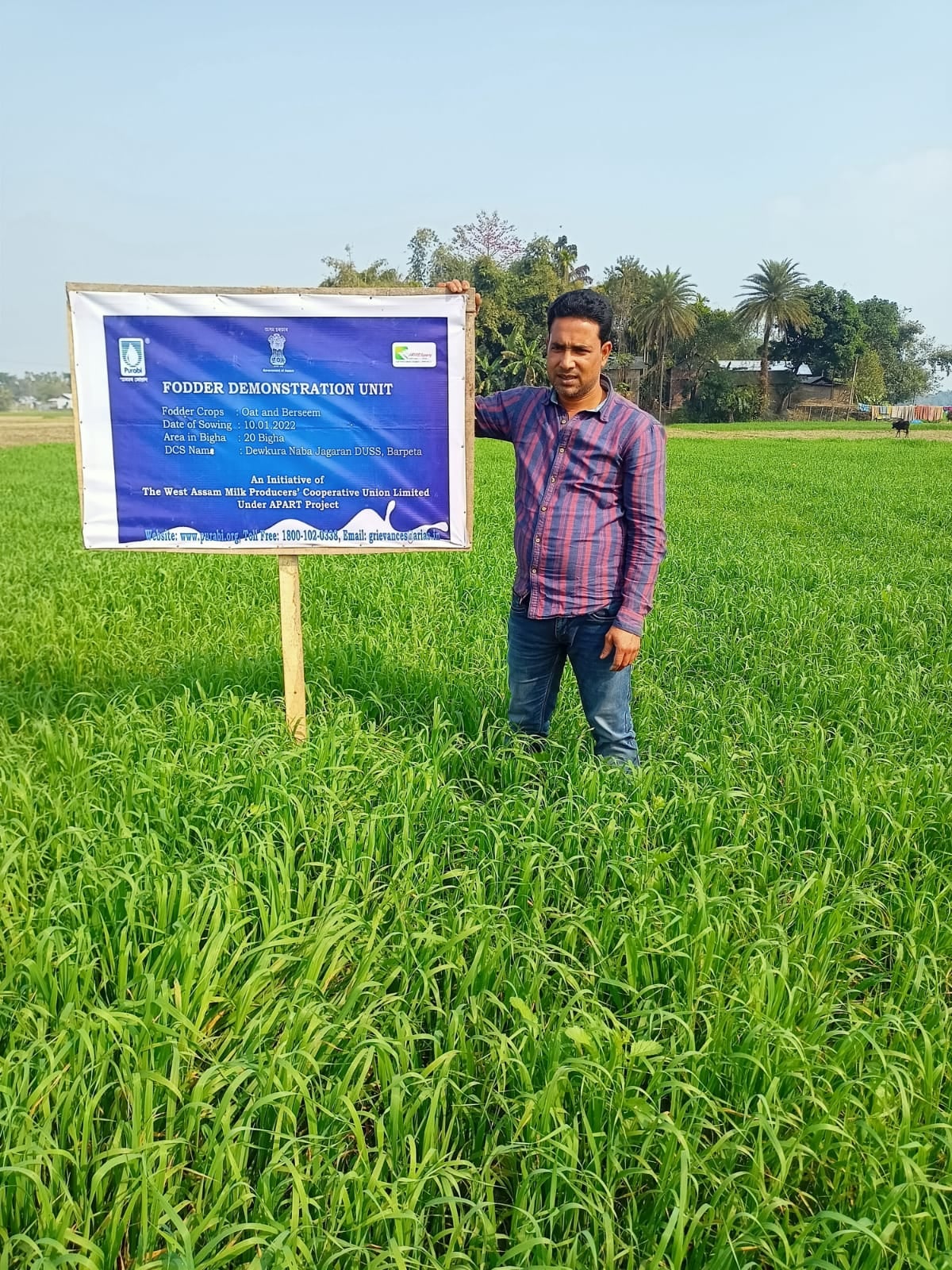 Fodder Crops With Name