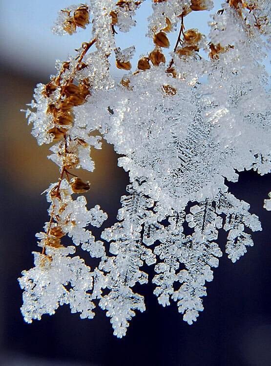 Beauty of last of winter and beginning of spring: : r/signsofspring