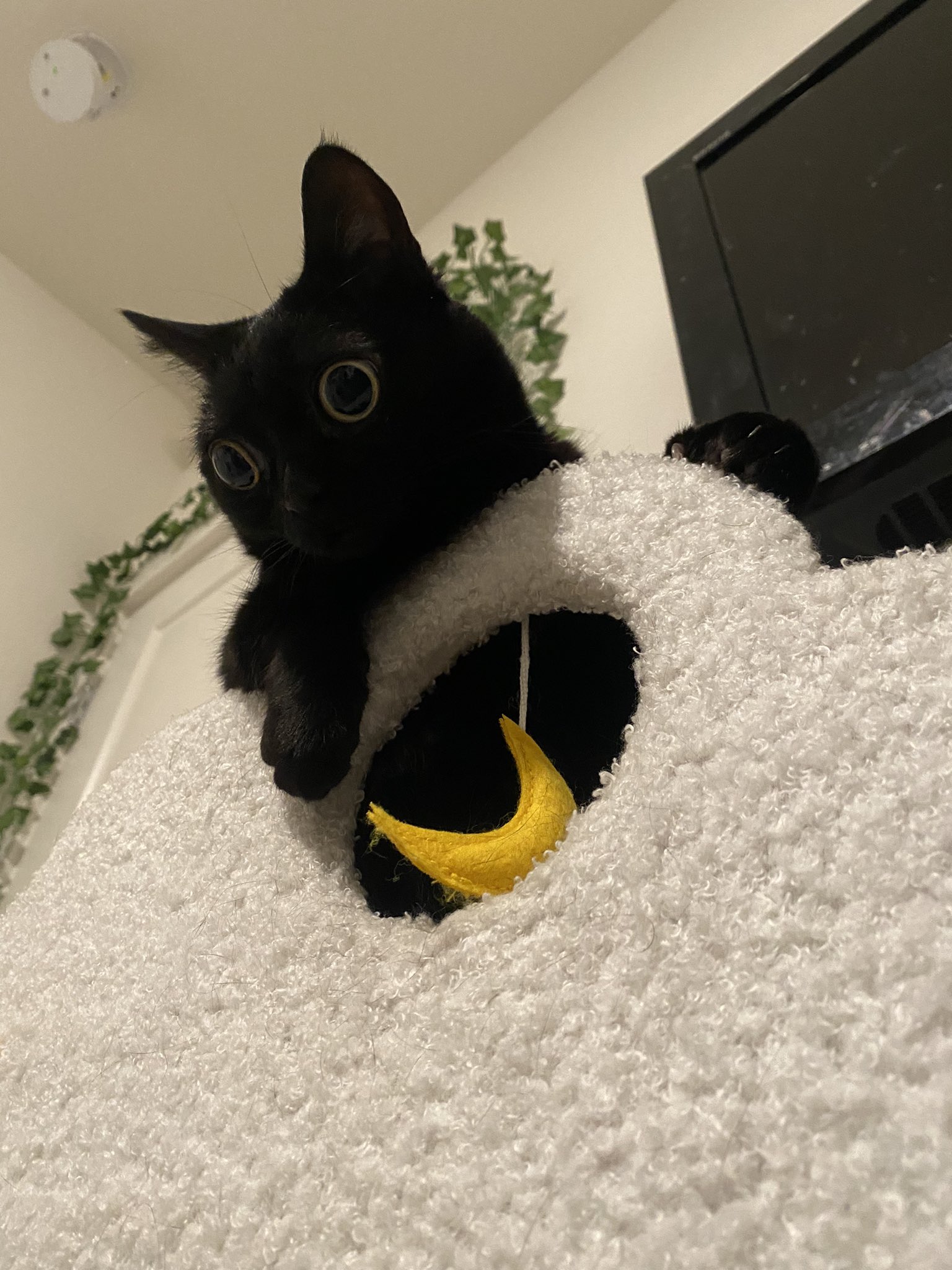 Jinx πββ¬ On Twitter She Is Always Watching π³β¦
