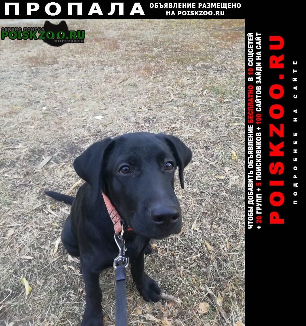 POISKZOO.RU™ on Twitter: "Пропала собака кобель в районе авроры (ленинский) Челябинск Подробнее ...