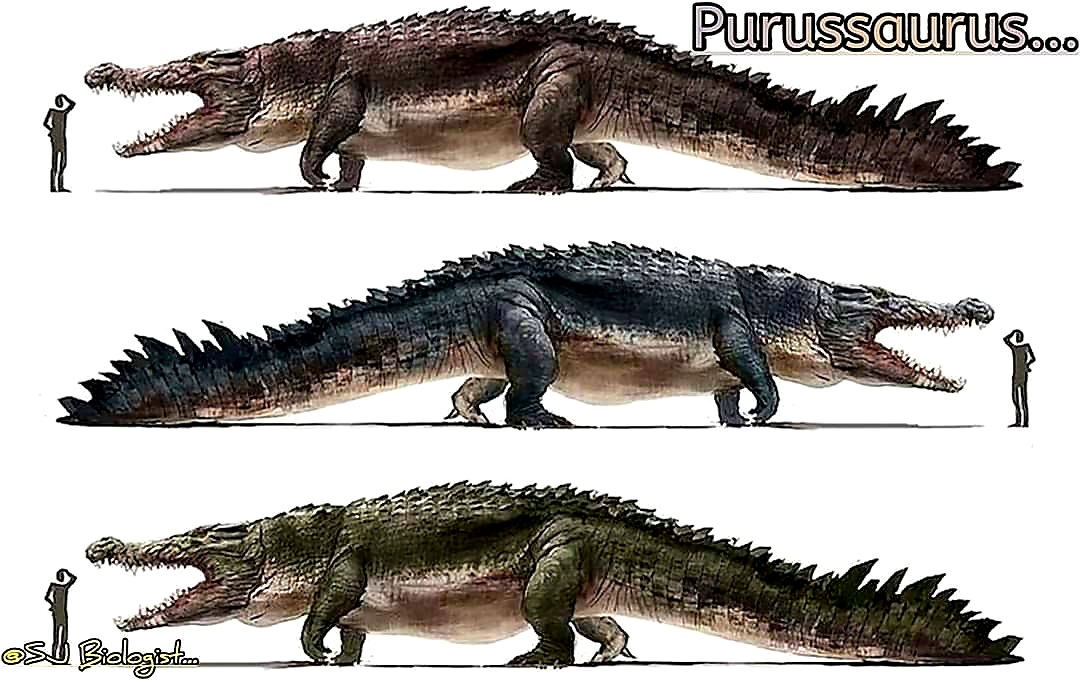 Purussaurus