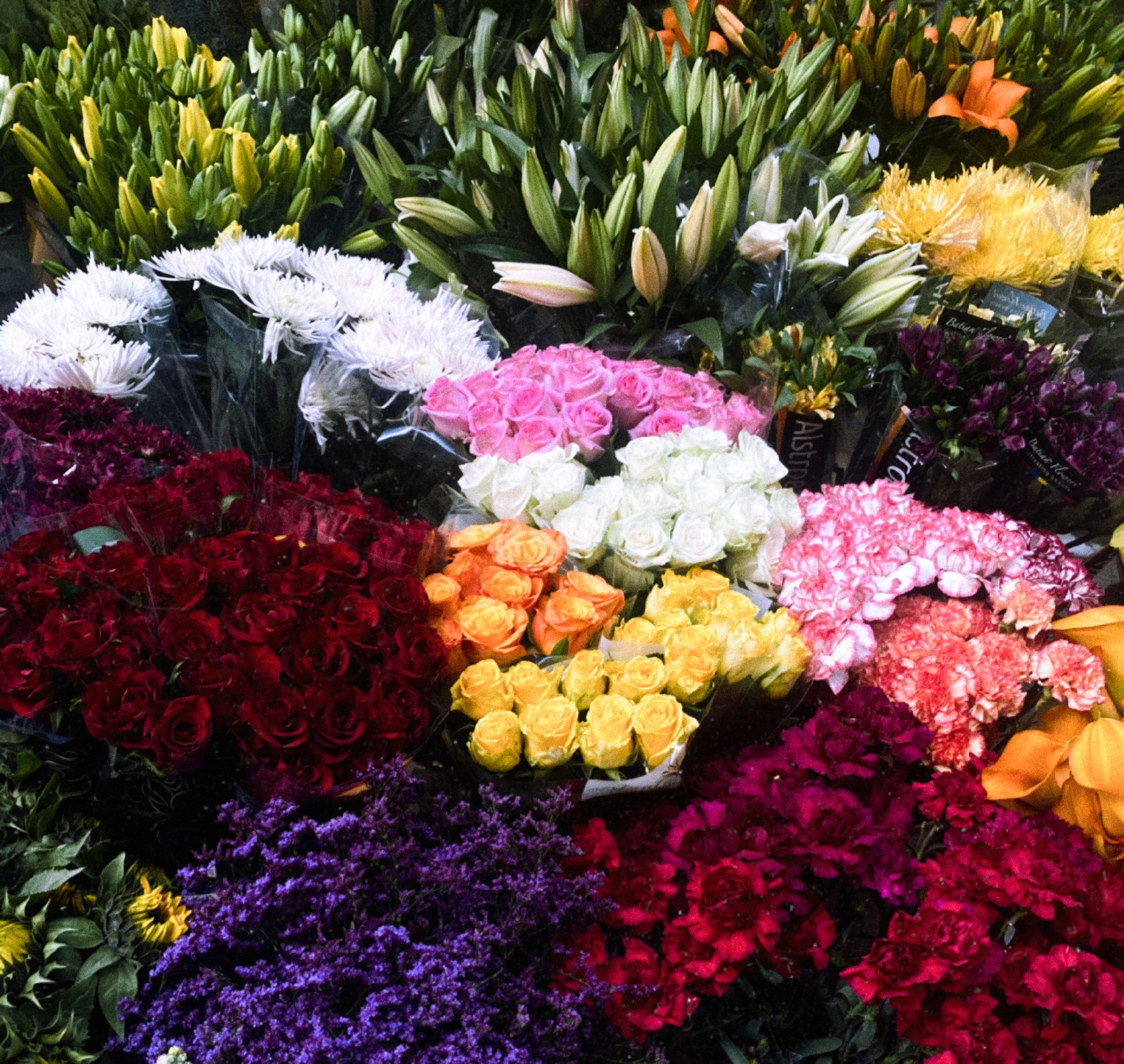 Omar Essam (@omarreess) / Twitter