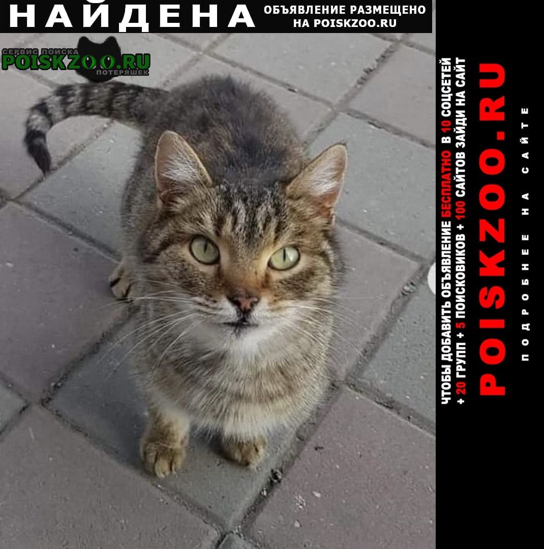 POISKZOO.RU™ on Twitter: "Найдена кошка Пятигорск Подробнее по ссылке: https://t.co/tGVWDifG33 ...