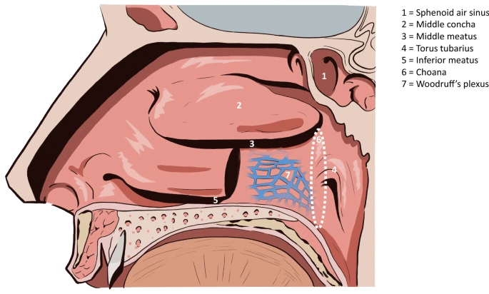 Sphenopalatine Artery Branches