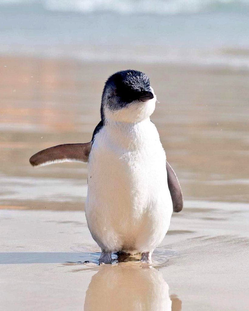 Cute Fairy Penguins