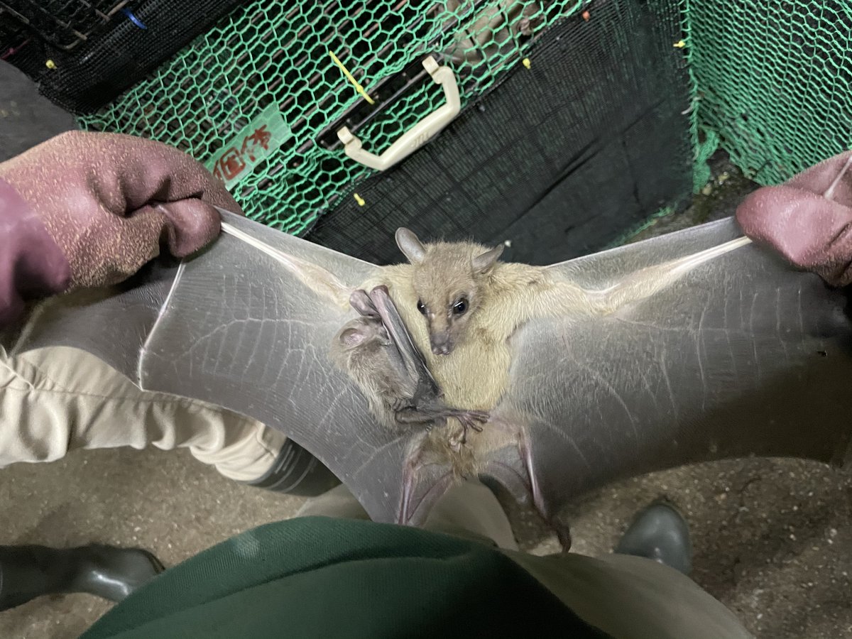 高知県立のいち動物公園【公式】 على X: 高知県立のいち動物公園【公式】 على X: