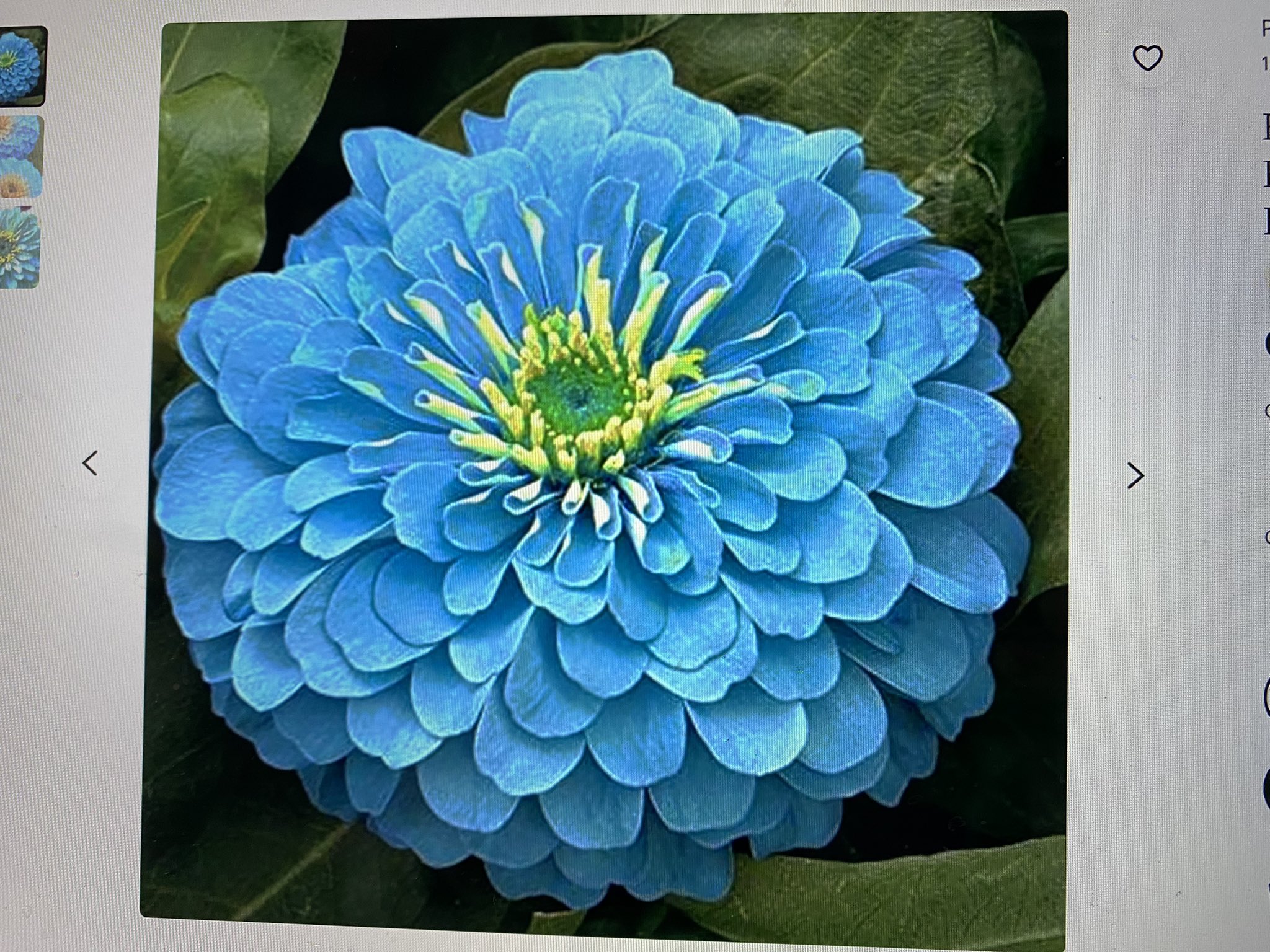 Blue Zinnia