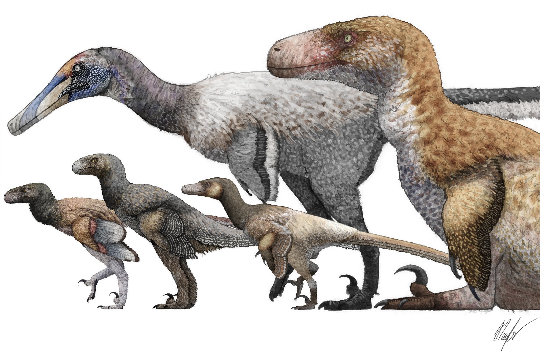 Utahraptor Size Comparison