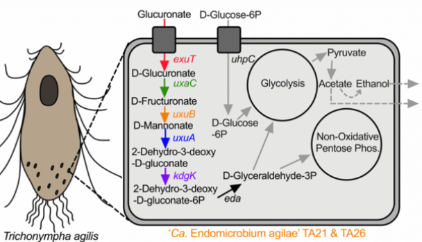 Trichonympha Diagram