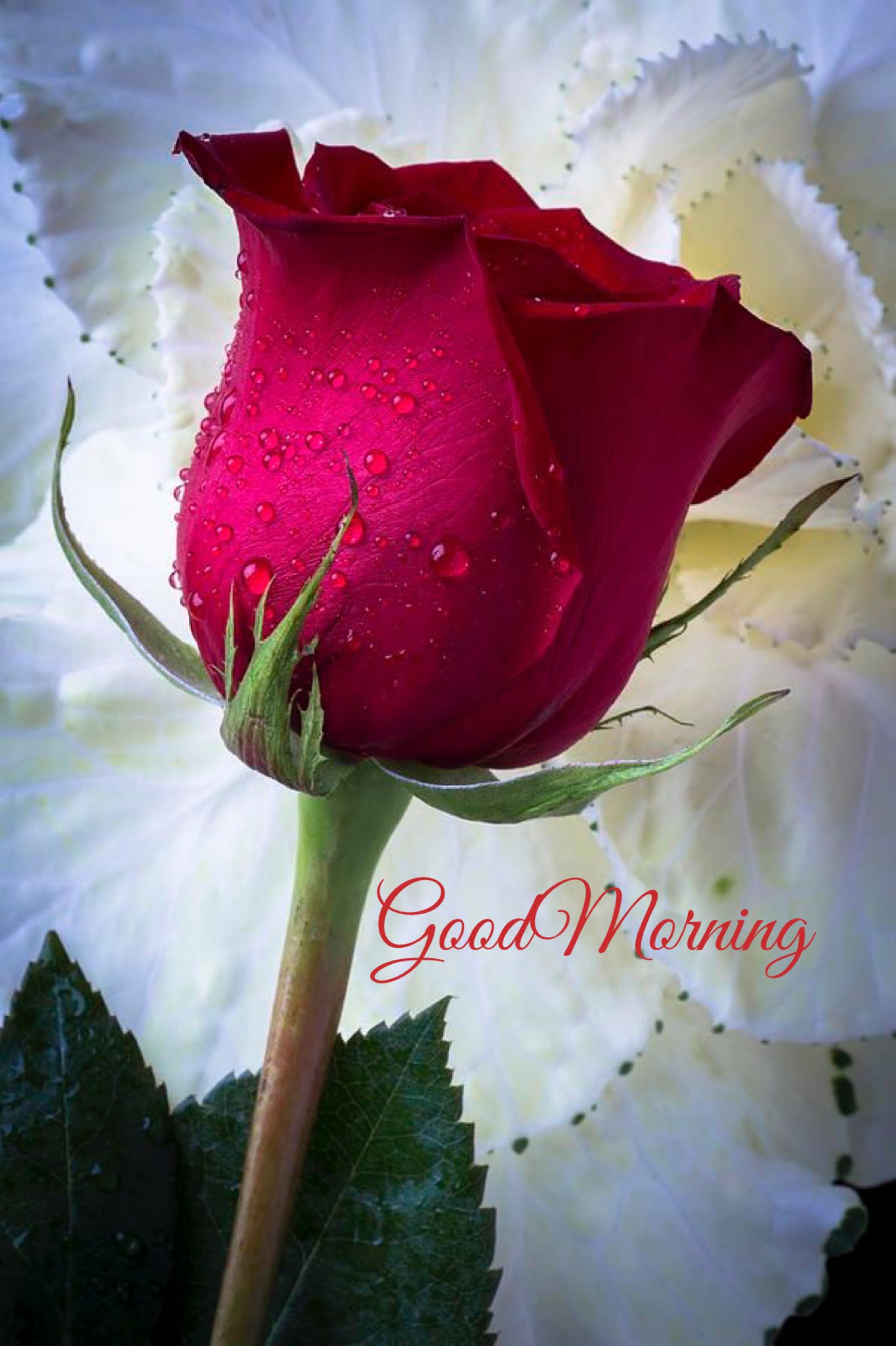 Good Morning Love Roses