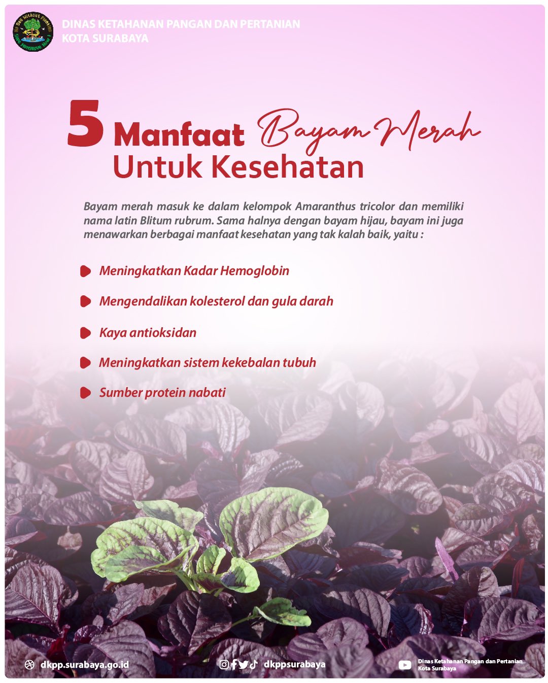 Yuk Simak! Berikut Ini Manfaat Bayam Merah Bagi Tubuh, 50% OFF