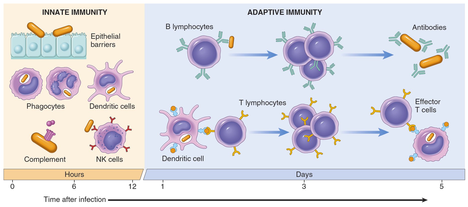Innate Vs Adaptive Immunity